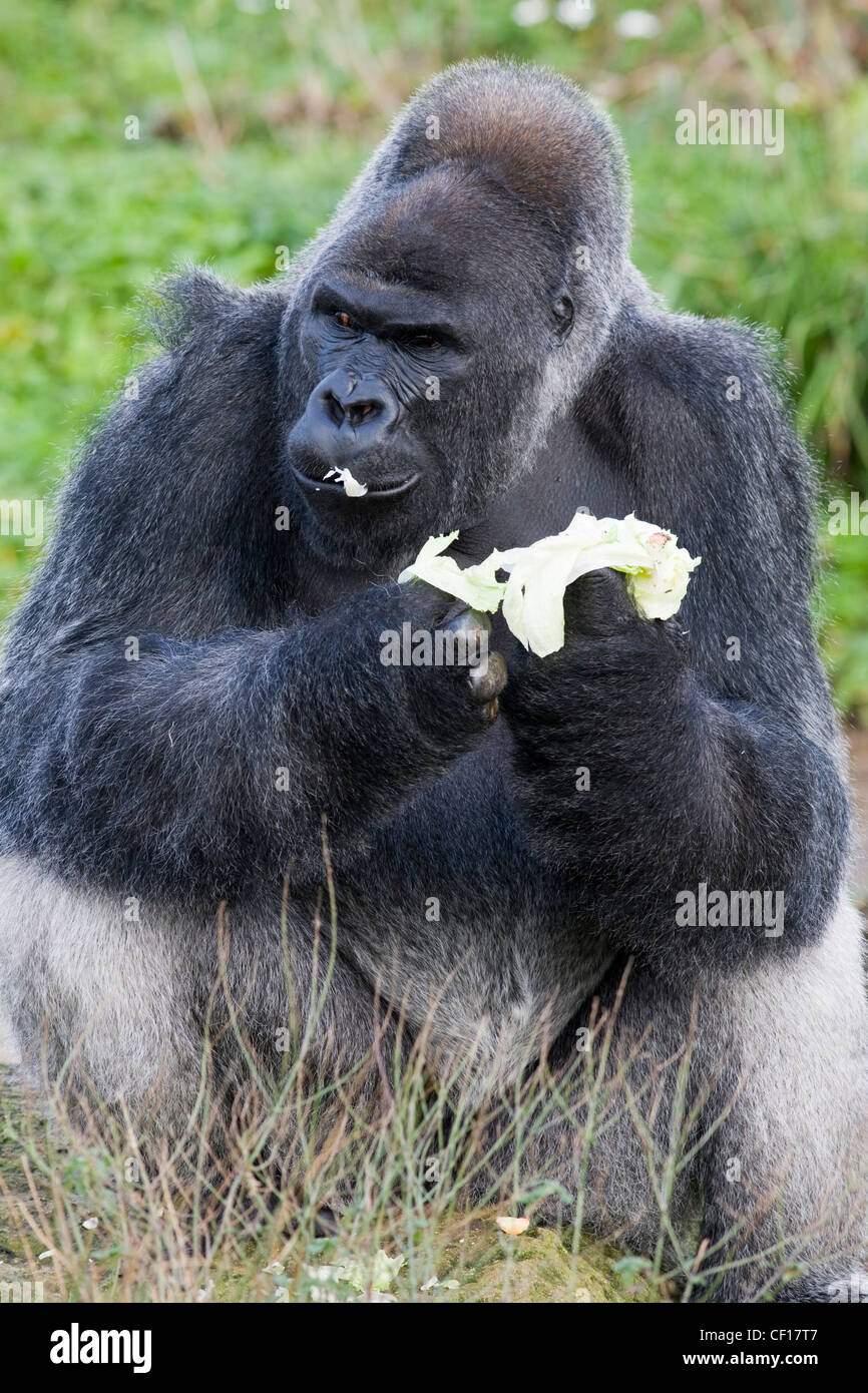 Silverback gorilla eating a meal of cabbage leaves in the zoo Stock ...