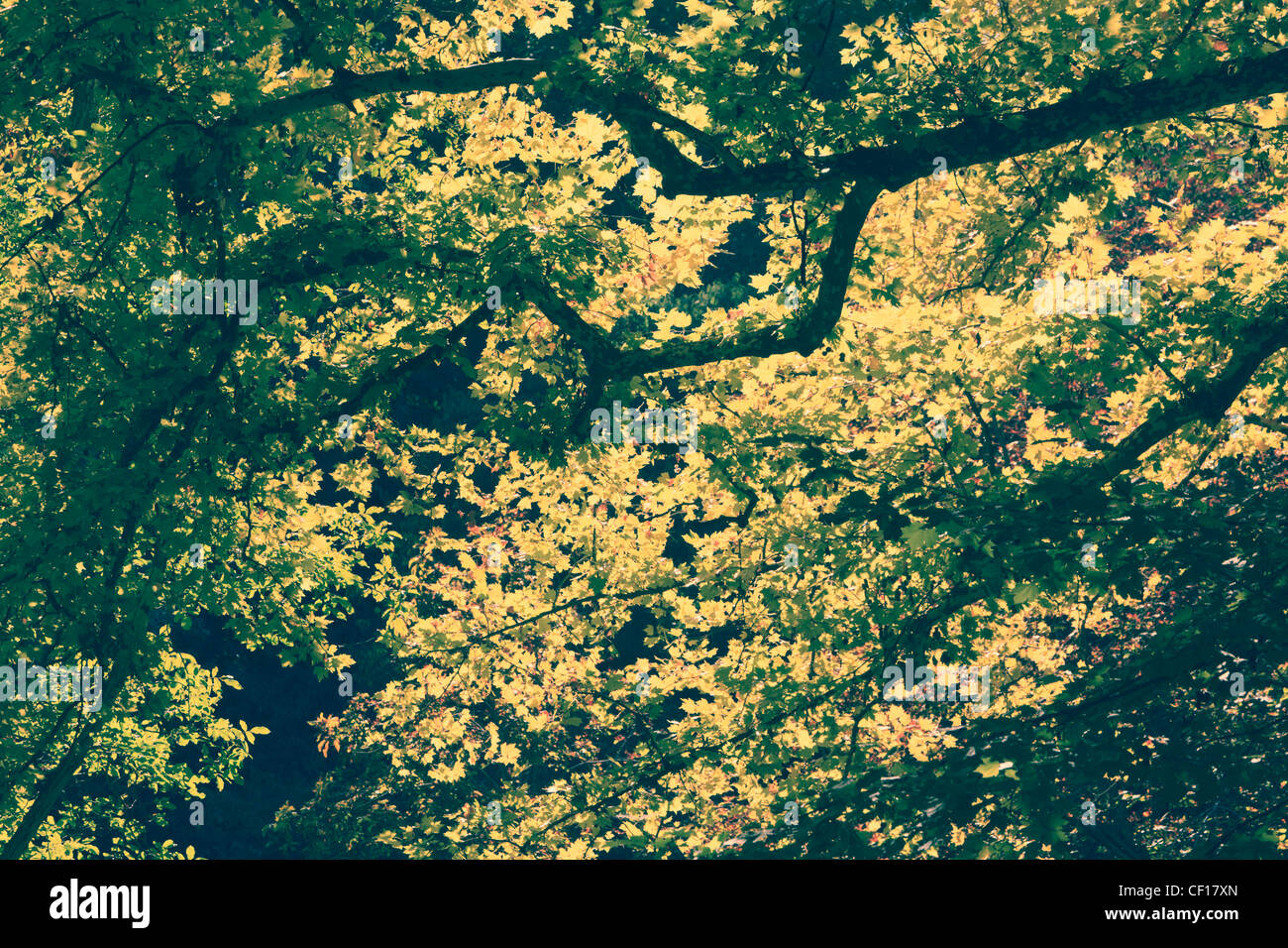 Branches and leaves of tree creating pattern Stock Photo - Alamy