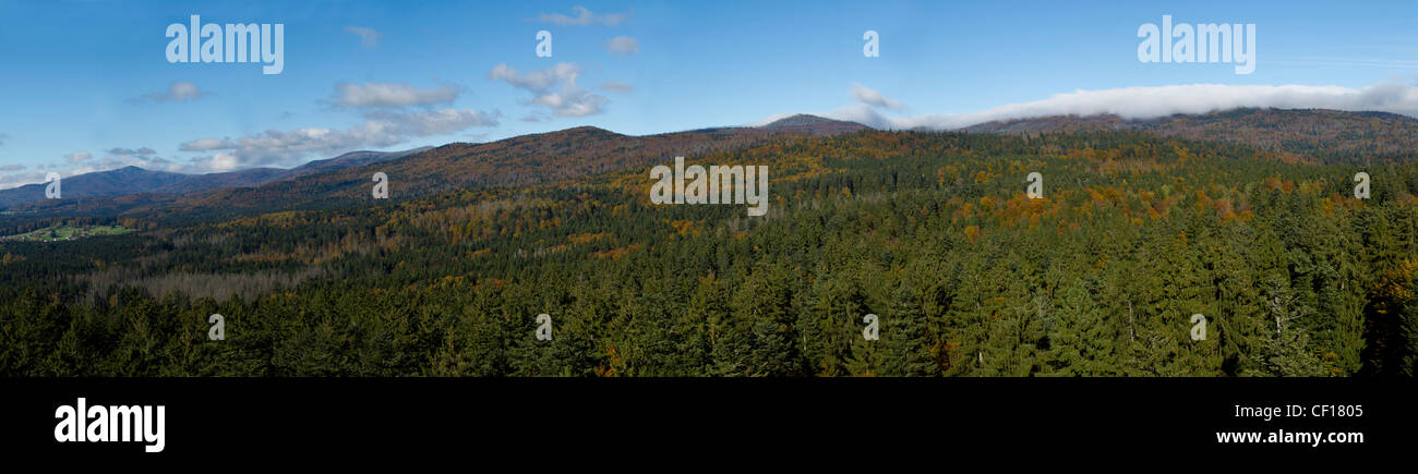 PANORAMA Wald forest green europe germany Stock Photo - Alamy