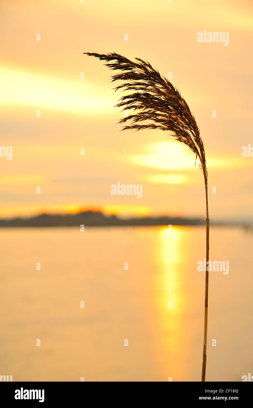 Back lit photograph hi-res stock photography and images - Alamy