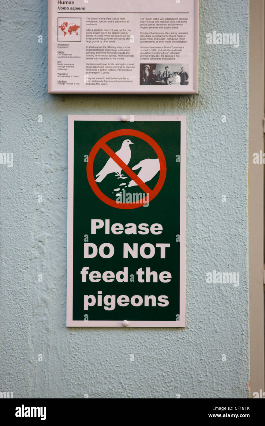 Sign stating, "Please do not feed the pigeons Stock Photo - Alamy