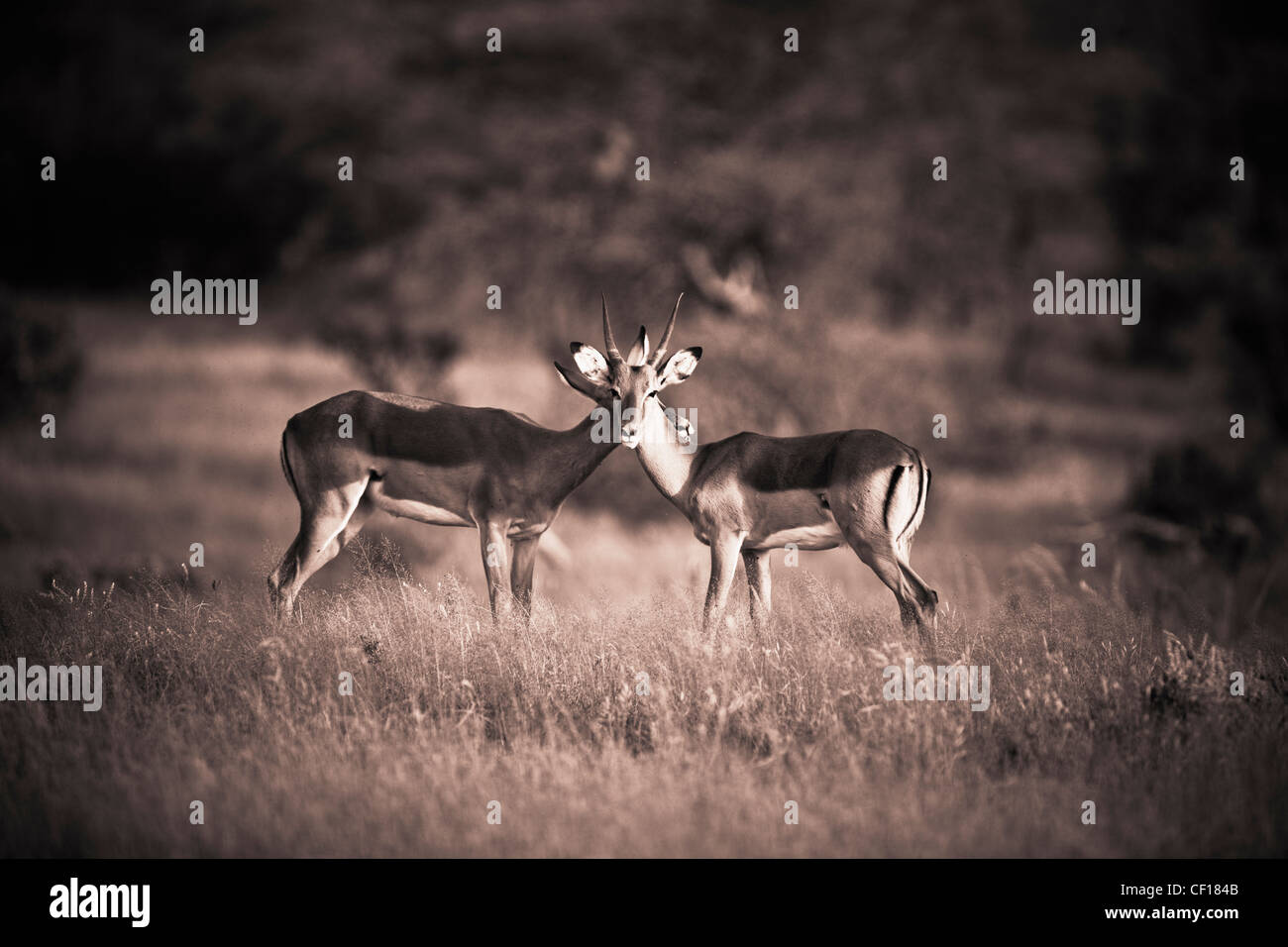 Pair of antelopes hi-res stock photography and images - Alamy