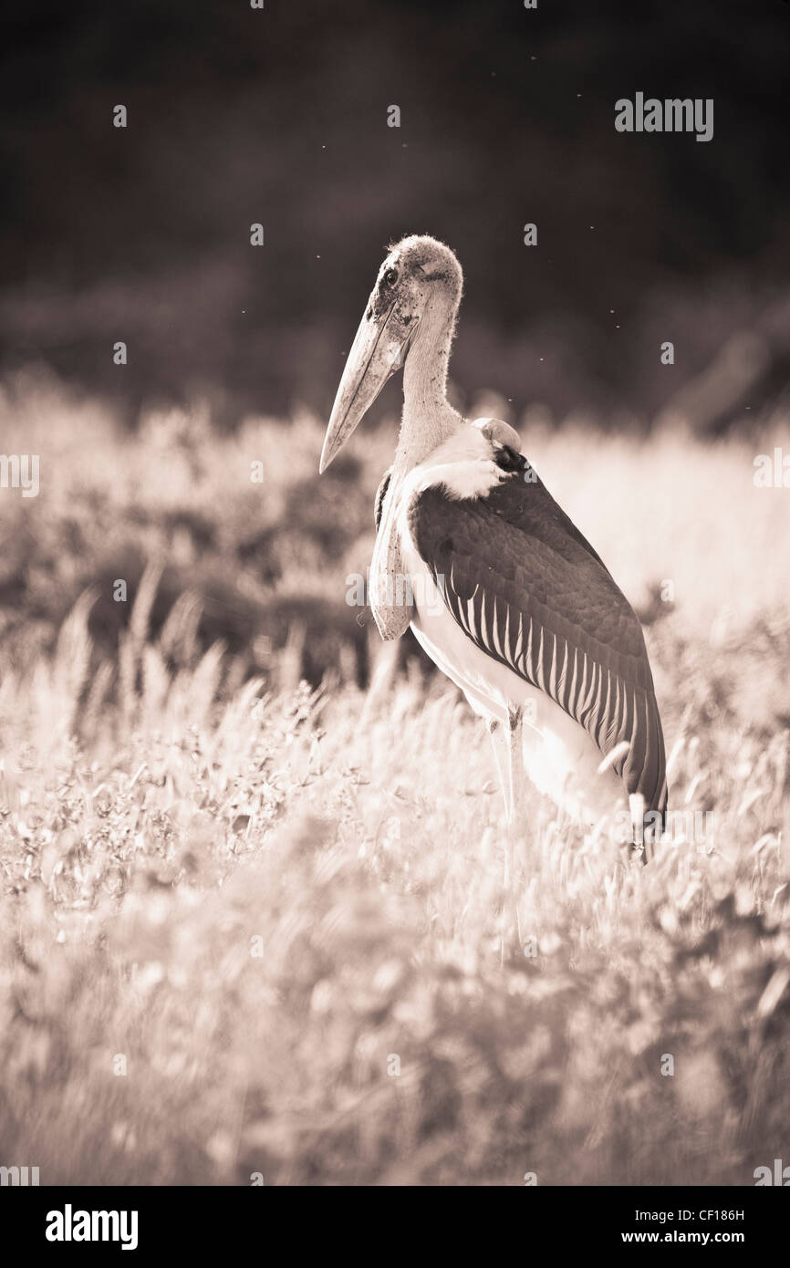 Large bird stands hi-res stock photography and images - Alamy