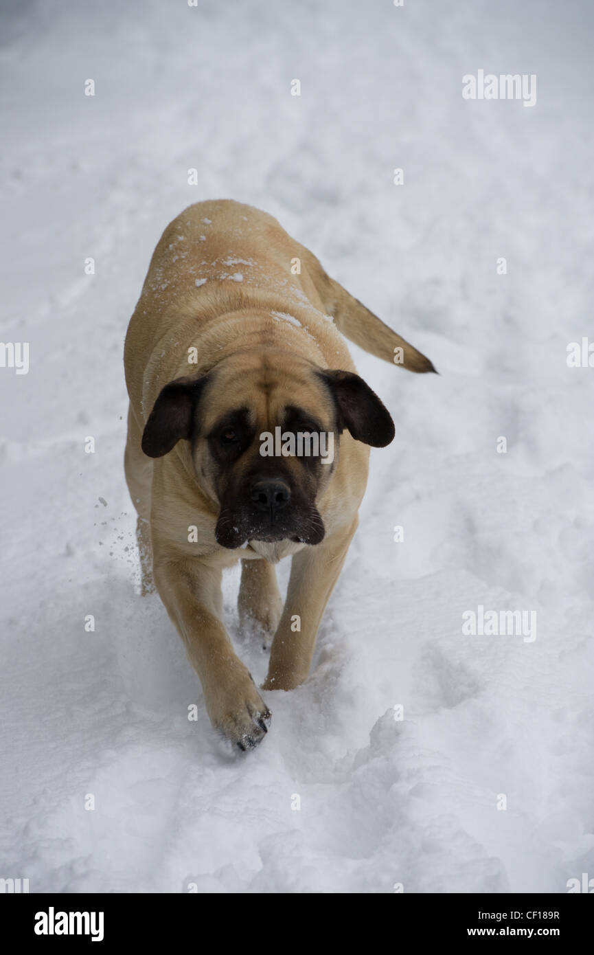 Bull Mastiff dog running in the snow Stock Photo - Alamy