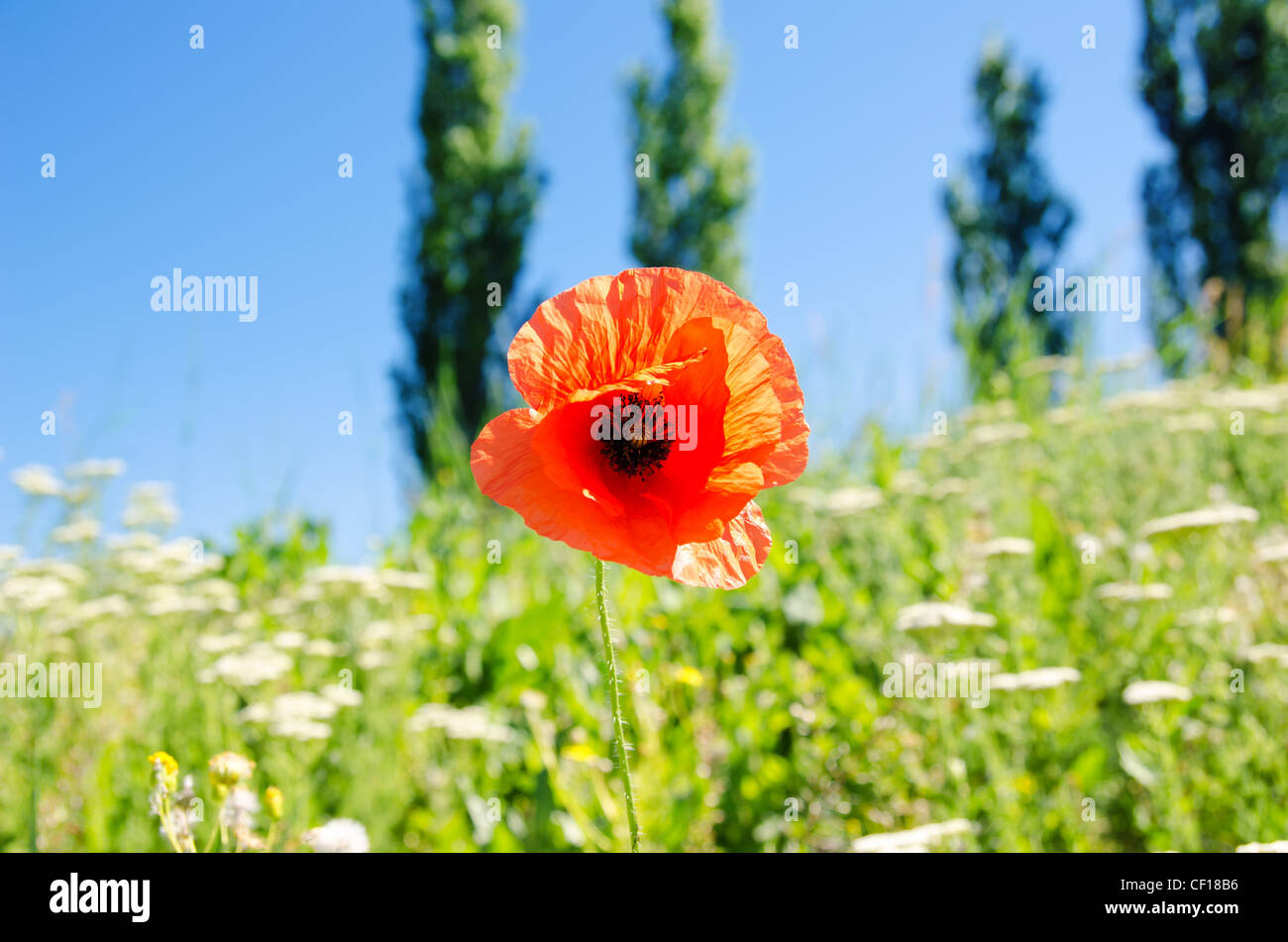 poppy flowers in summer Stock Photo - Alamy