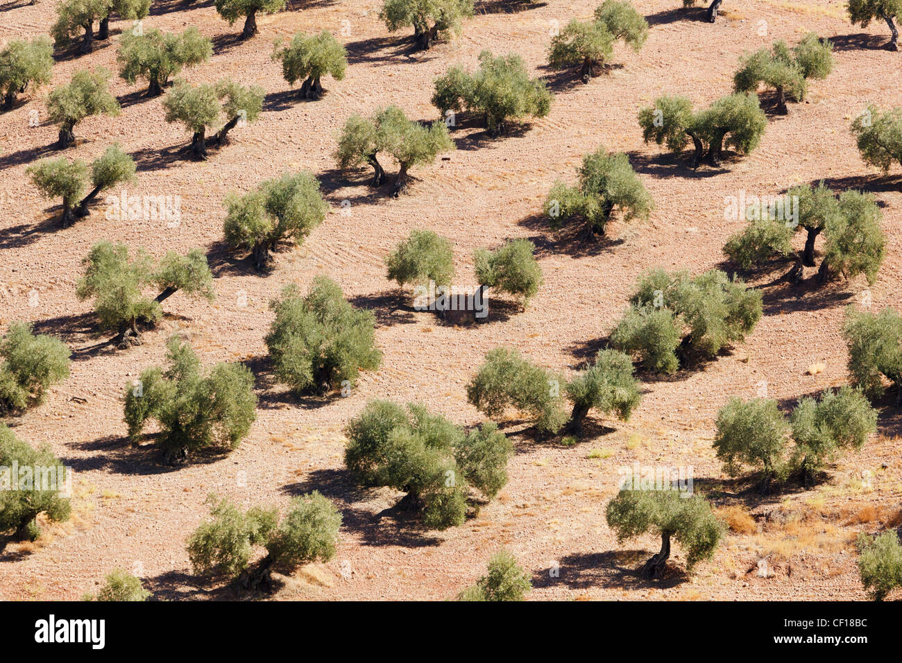 Olive trees hi-res stock photography and images - Alamy