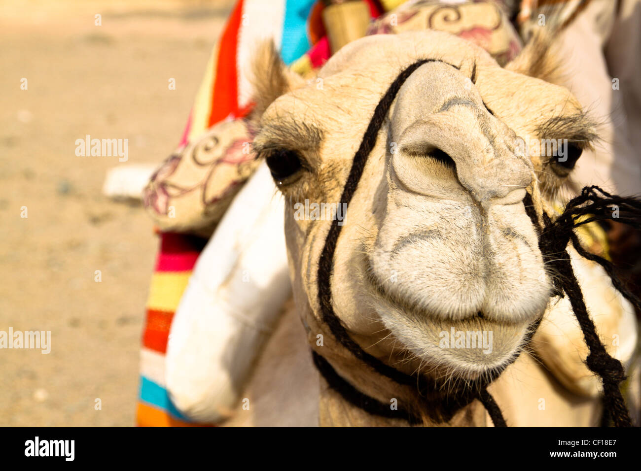 Dromedary Face High Resolution Stock Photography and Images - Alamy