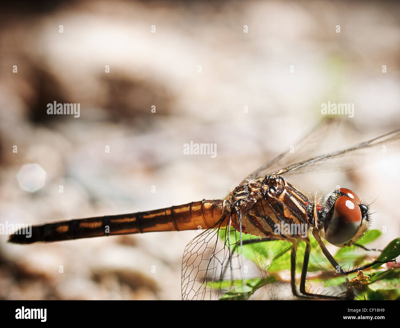 Long leg orange fly hi-res stock photography and images - Alamy