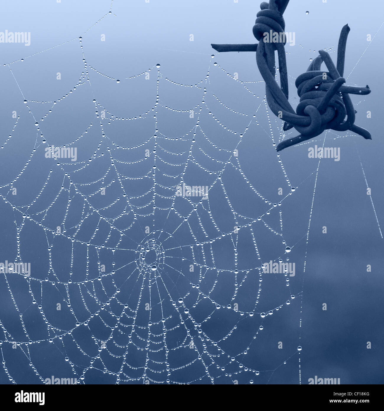 Wire Web High Resolution Stock Photography and Images - Alamy