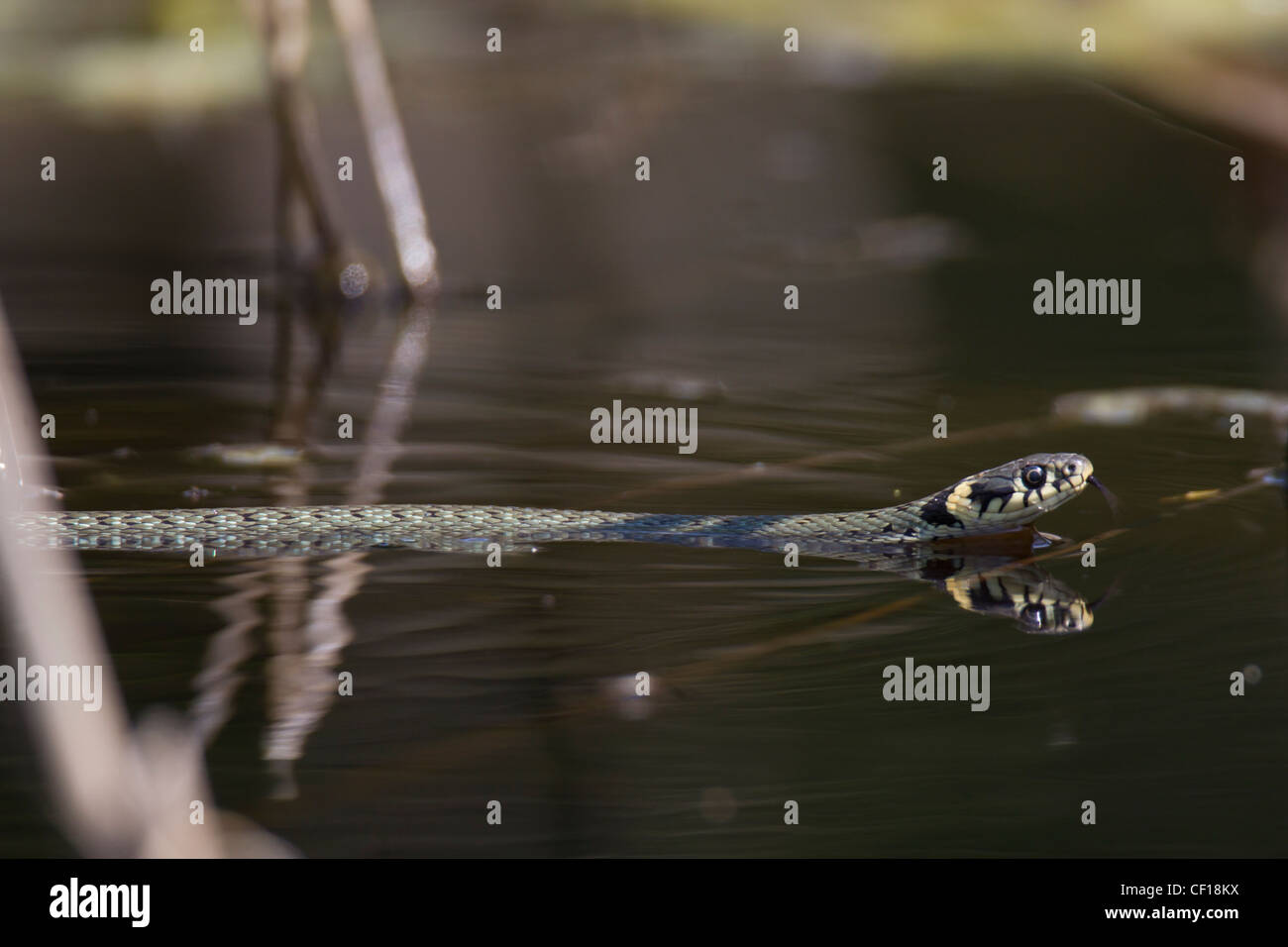 Nattern head hi-res stock photography and images - Alamy