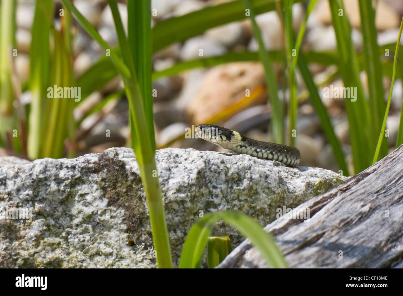 Ringelnatter, Natrix natrix, grass snake Stock Photo - Alamy