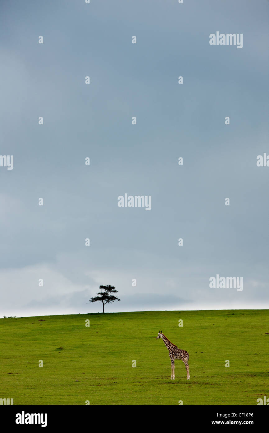 Giraffe with tree hi-res stock photography and images - Alamy