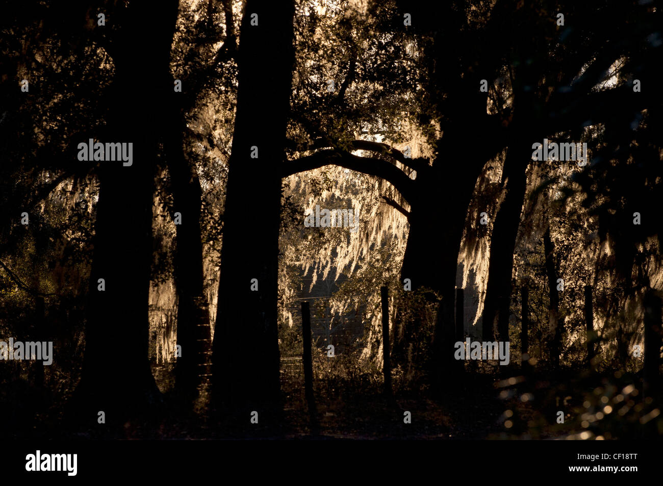 Dappled sunlight shining through trees hi-res stock photography and ...