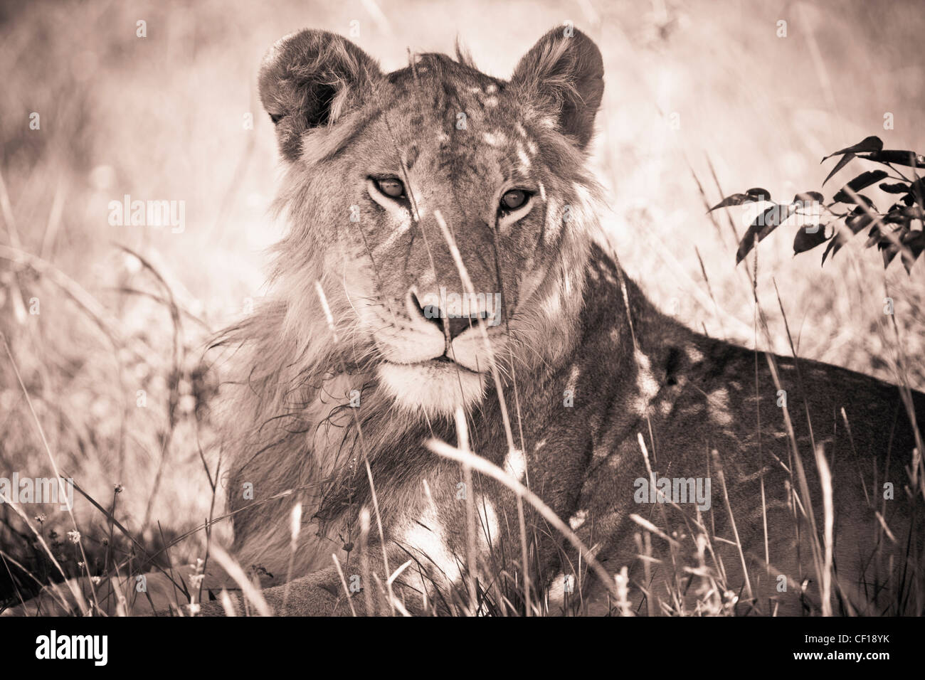 Lions laying in shade hi-res stock photography and images - Alamy