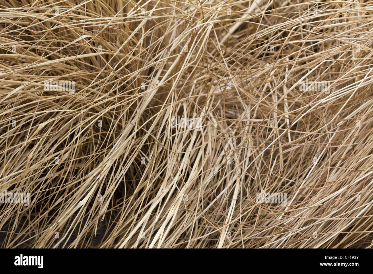 A detail of grass looking like straw in a public park in Vienna Stock ...