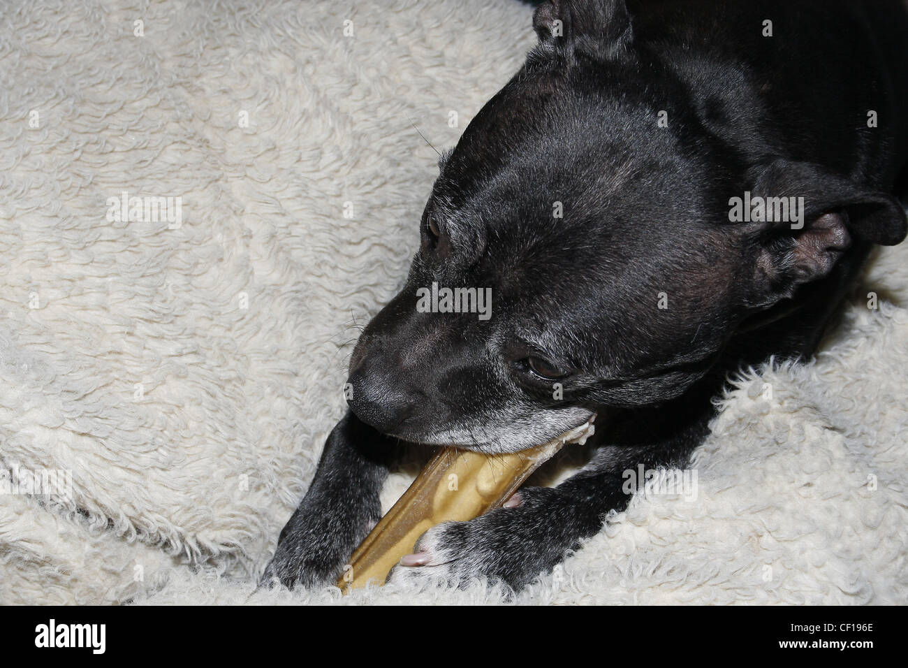 staffordshire bull terrier chewing on hide bone on fur blanket canis ...