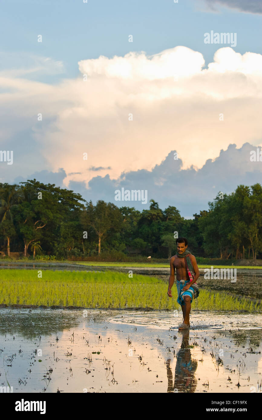 A Farmer Planting Rice; Sylhet Bangladesh Stock Photo - Alamy