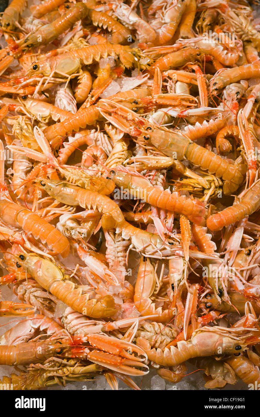 Crayfish italy hi-res stock photography and images - Alamy