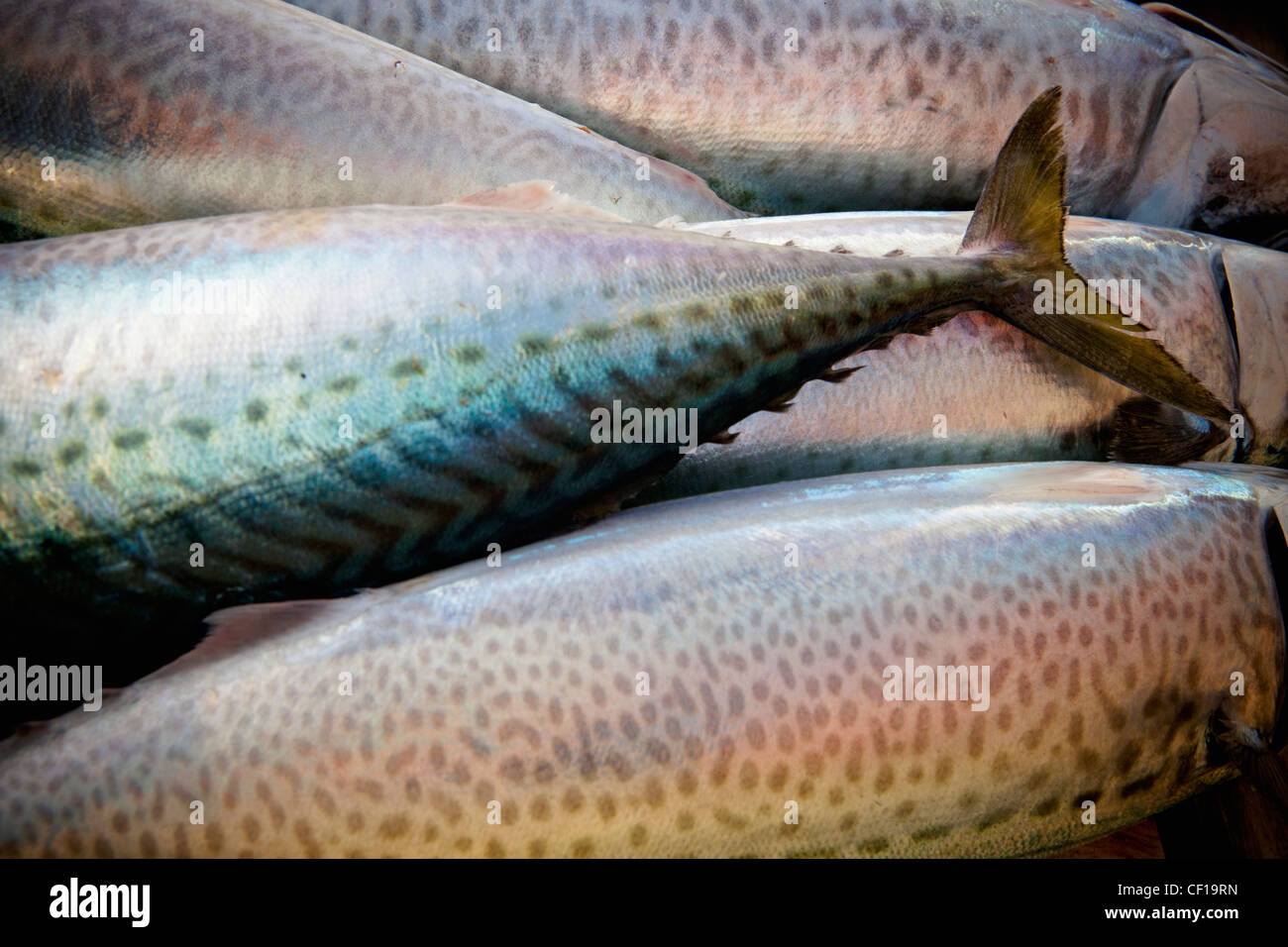 A Pile Of Caught Fish; Camogli Liguria Italy Stock Photo - Alamy