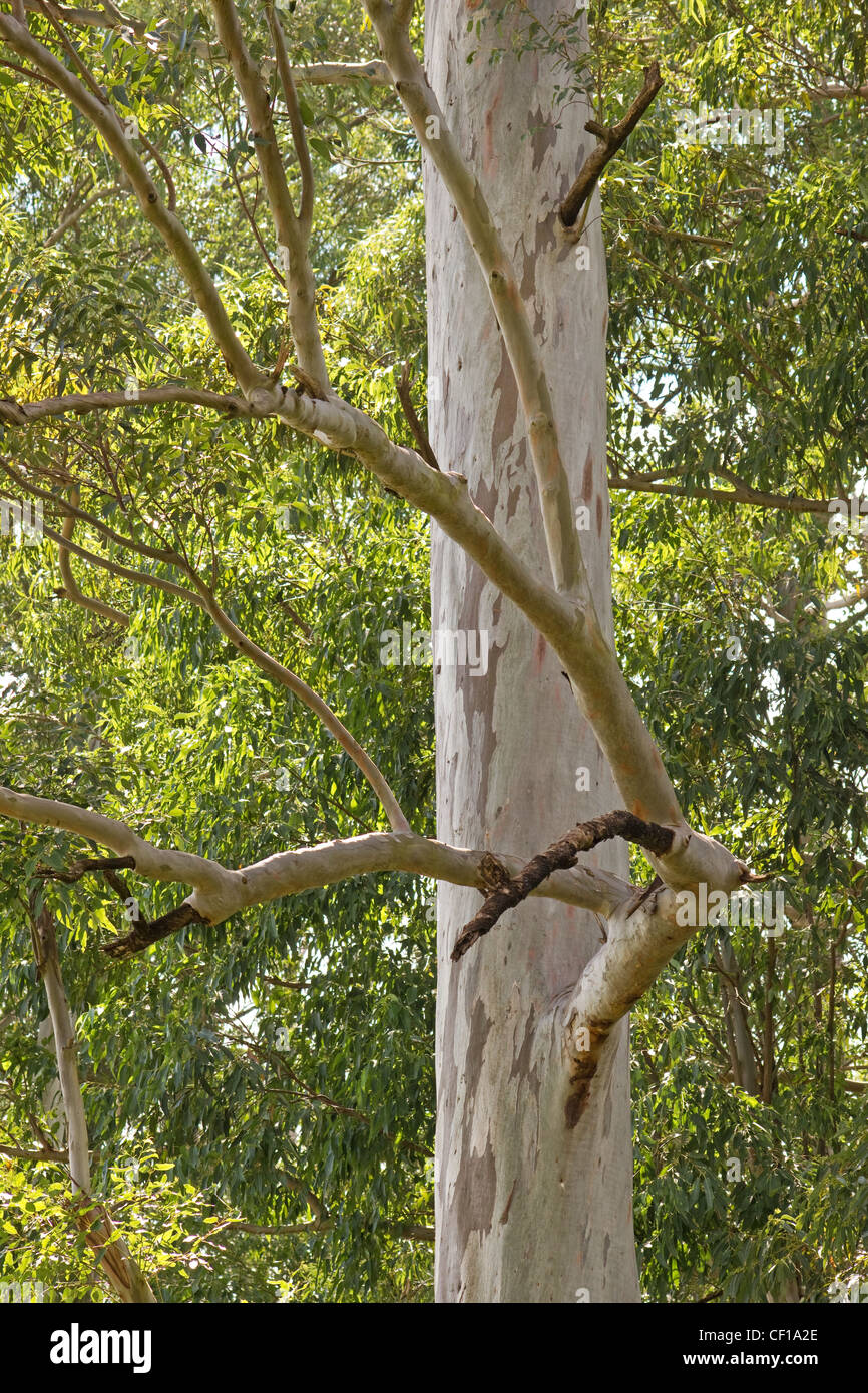 Eucalyptus tree farm hi-res stock photography and images - Alamy