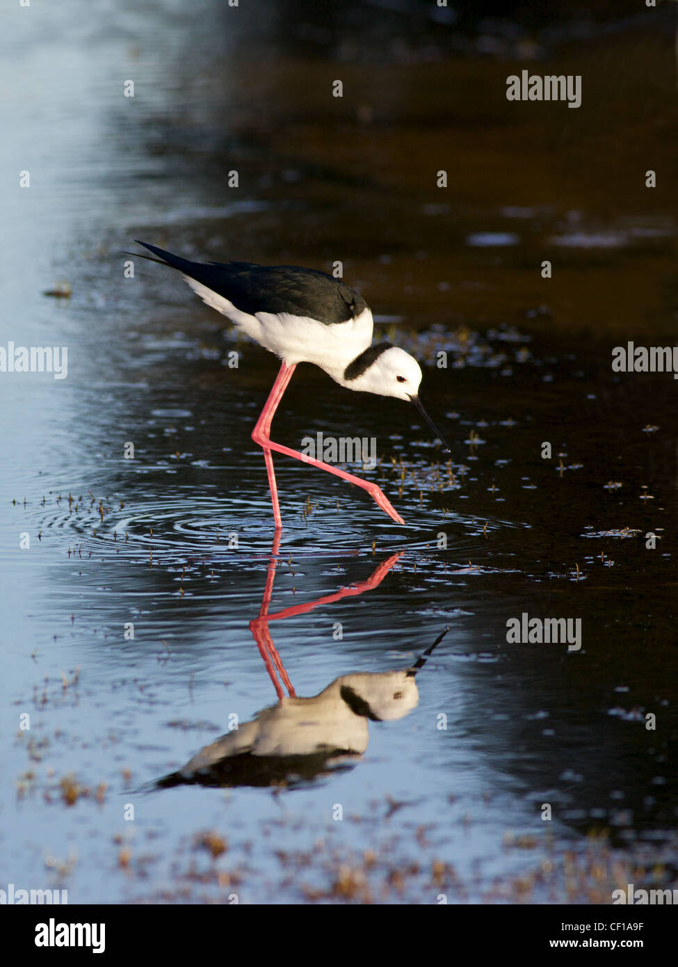 Black legged stilt hi-res stock photography and images - Alamy