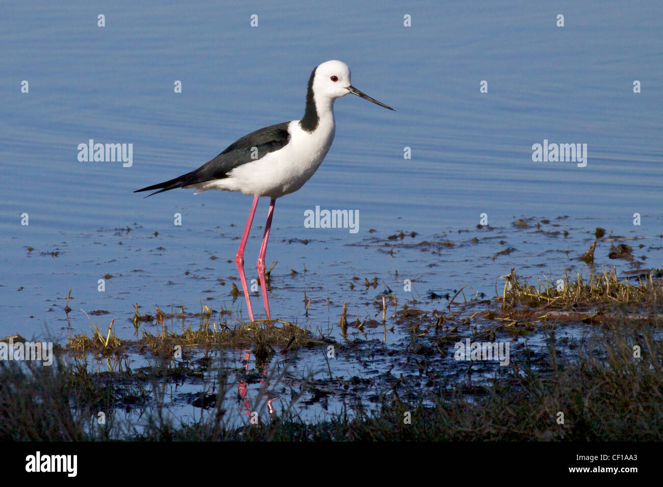 Black legged stilt hi-res stock photography and images - Alamy