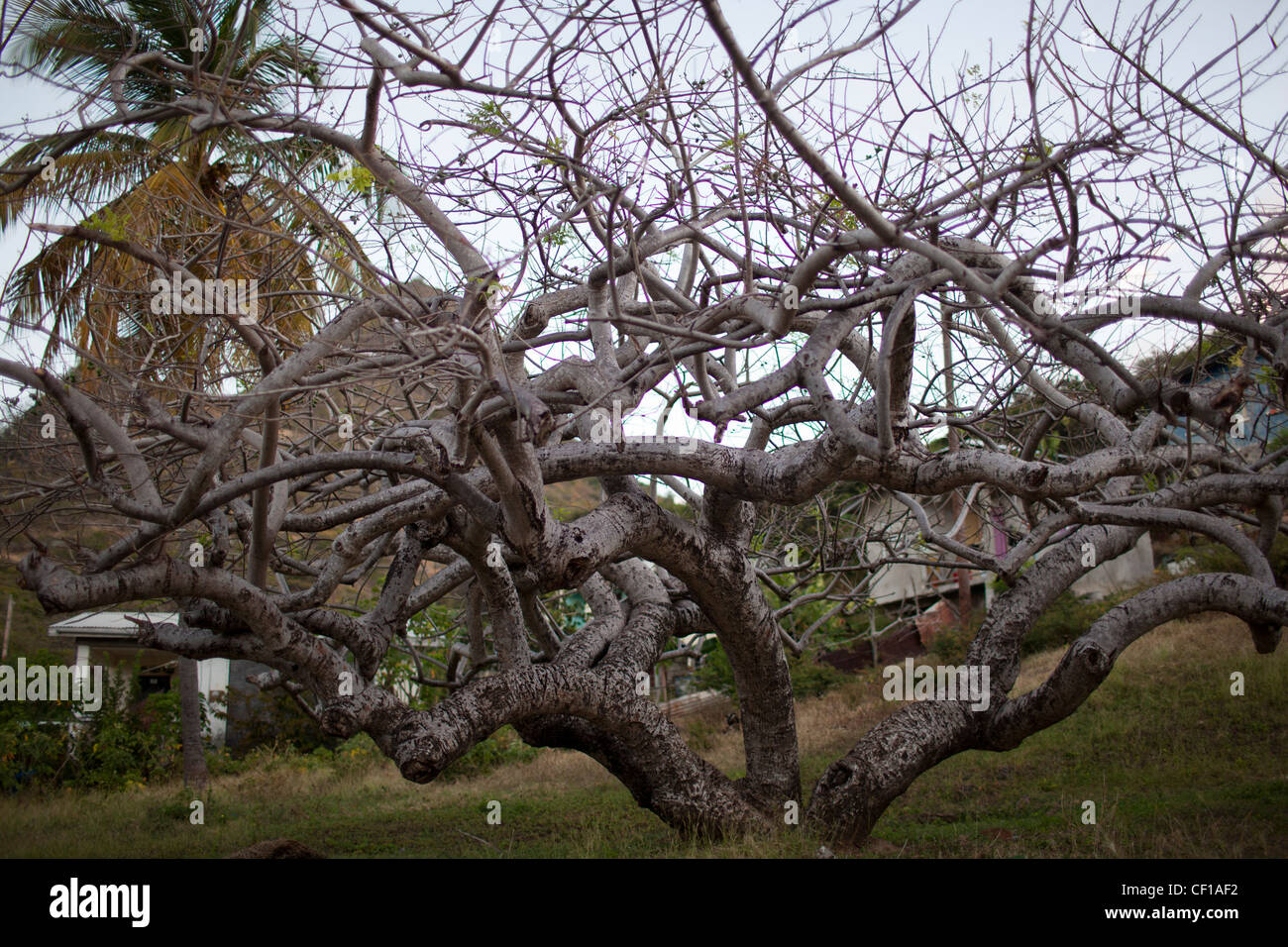 A tree with numerous limbs and branches grows on residential property ...