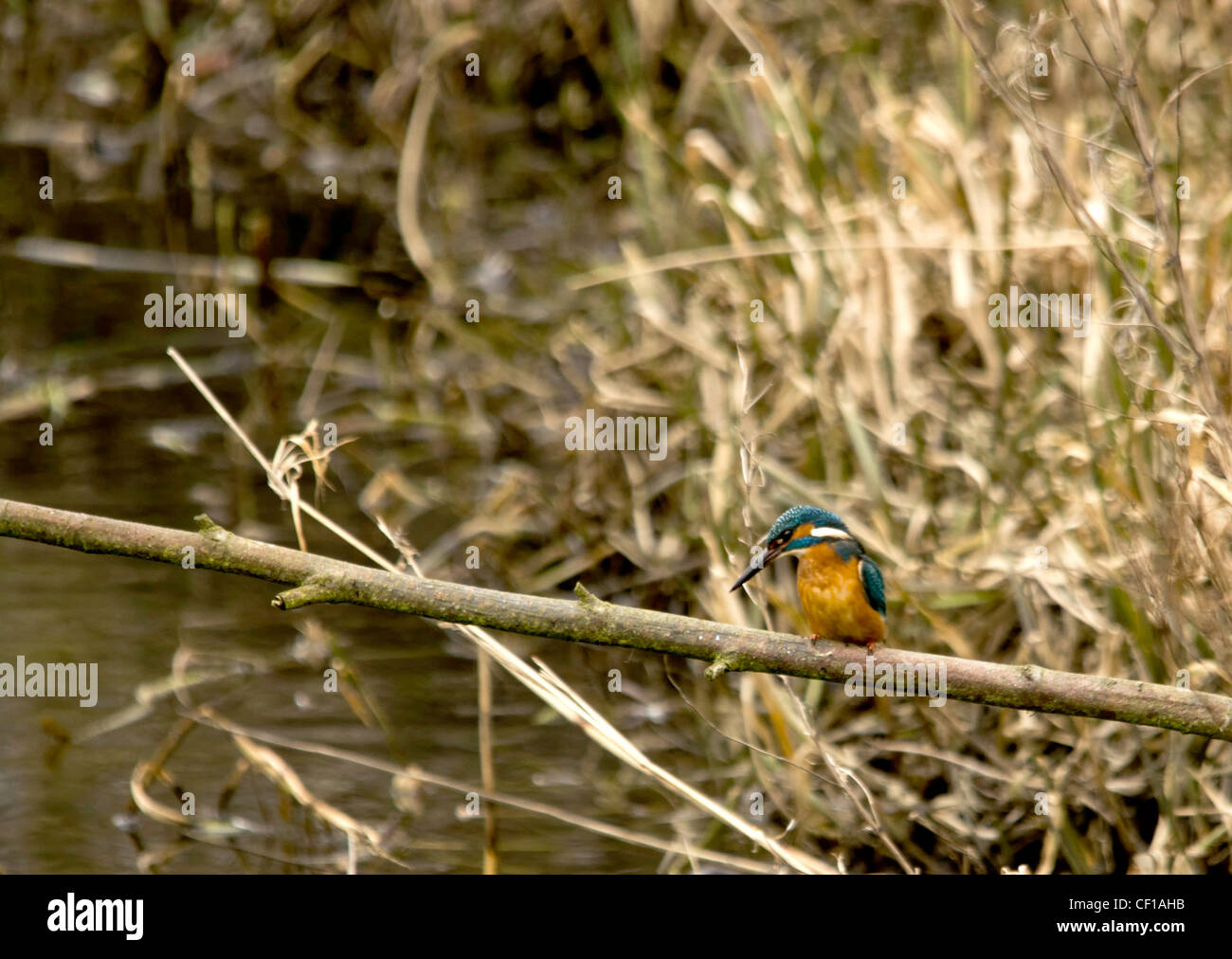 Kingfisher rear view hi-res stock photography and images - Alamy