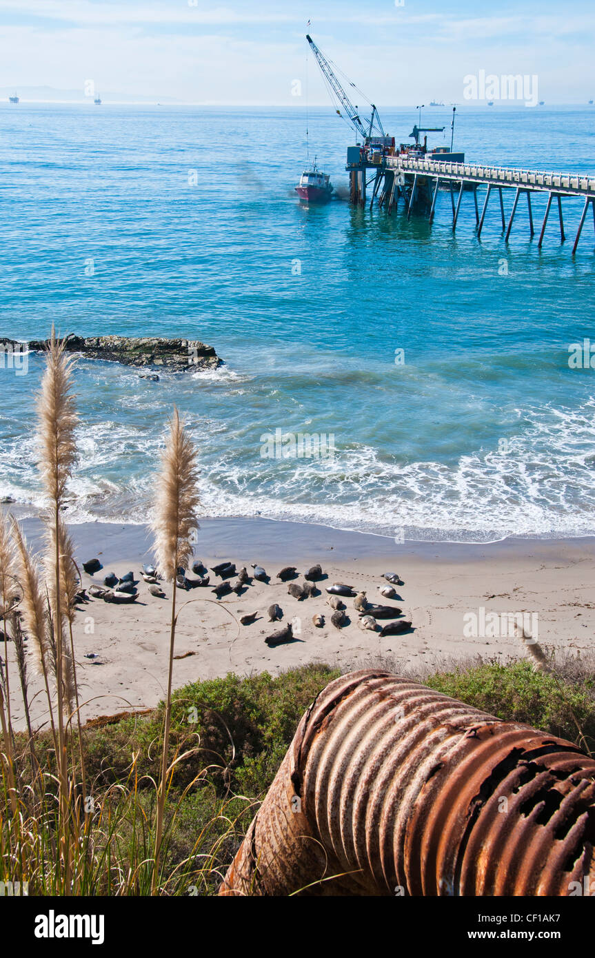 harbor seal rookery Carpinteria CA Stock Photo - Alamy