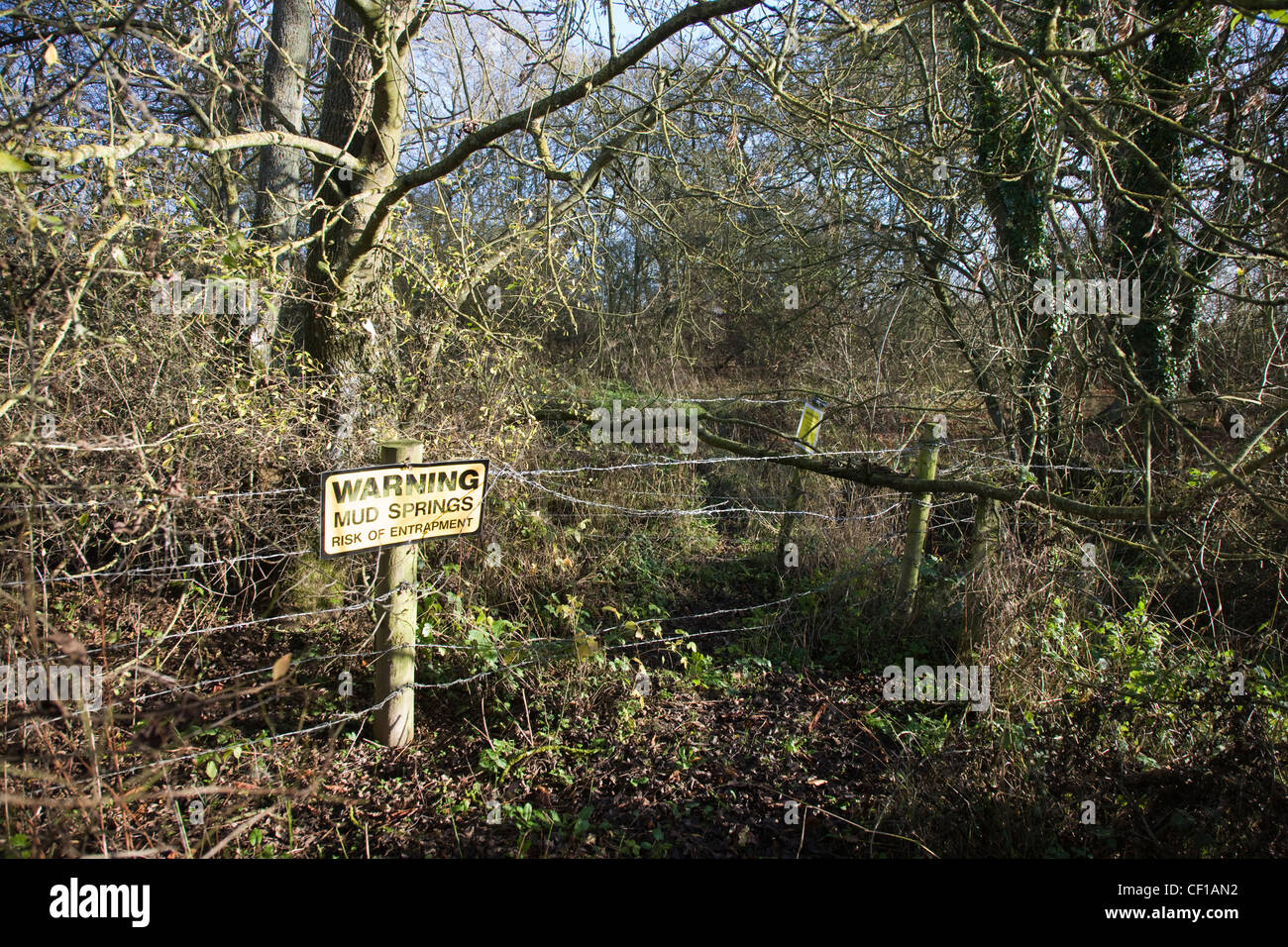 The famous Templar Firs mud springs, an SSSI where Jurrasic mud bubbles ...