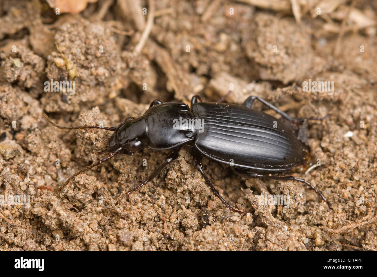 Predatory Ground Beetle High Resolution Stock Photography and Images ...
