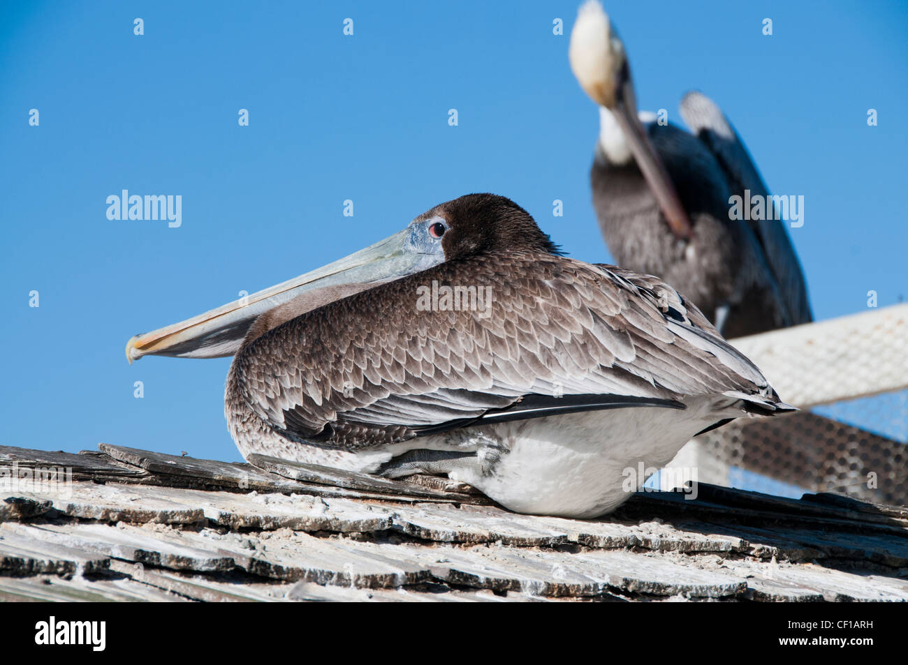Sleeping pelican hi-res stock photography and images - Alamy