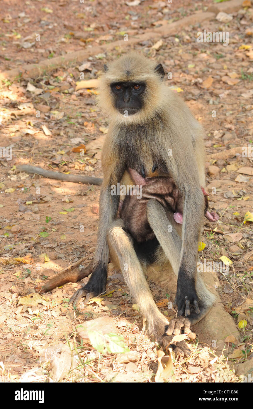 Grey langur of bandipur hi-res stock photography and images - Alamy