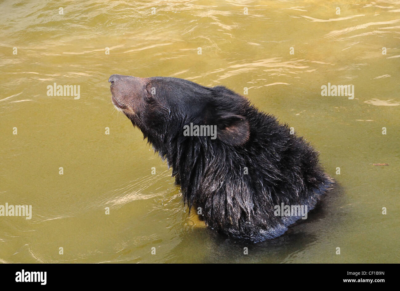 Himalayan Black Bear ( Selenarctas Thibetanus Stock Photo - Alamy
