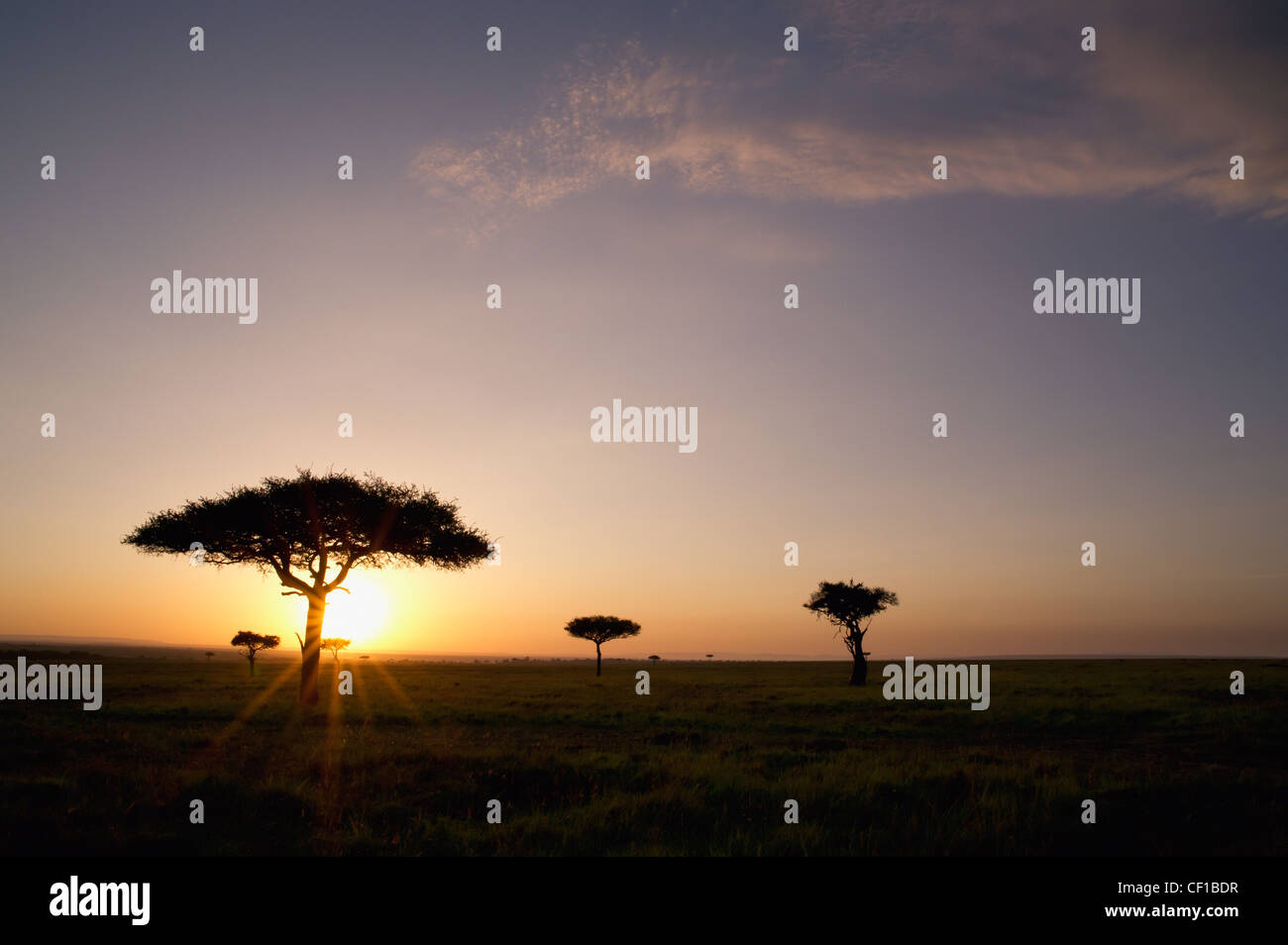 Trees On The Savannah With The Sun Glowing At Sunset; Masai Mara Kenya ...