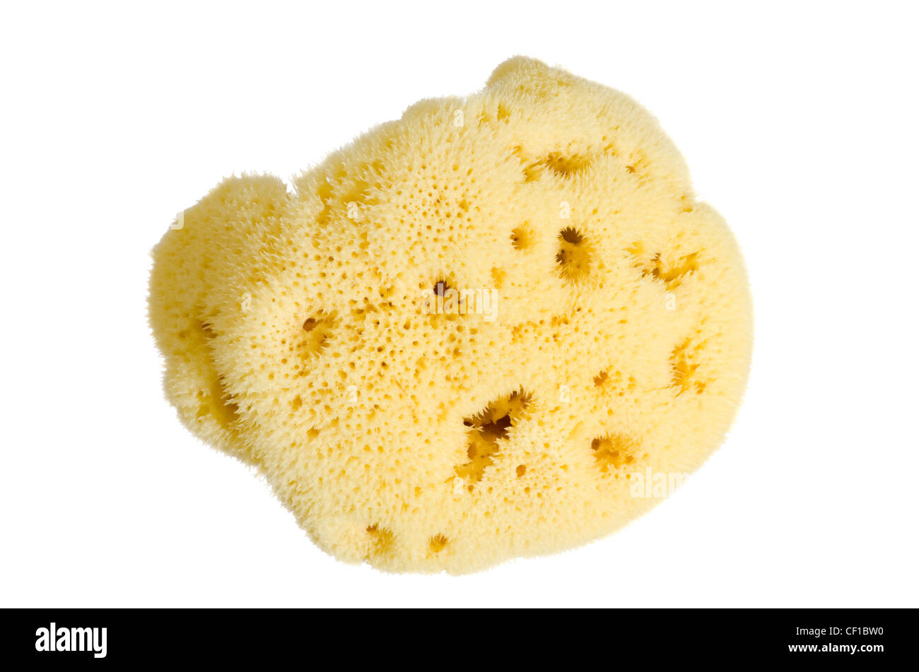 Porifera Cut Out Stock Images & Pictures - Alamy
