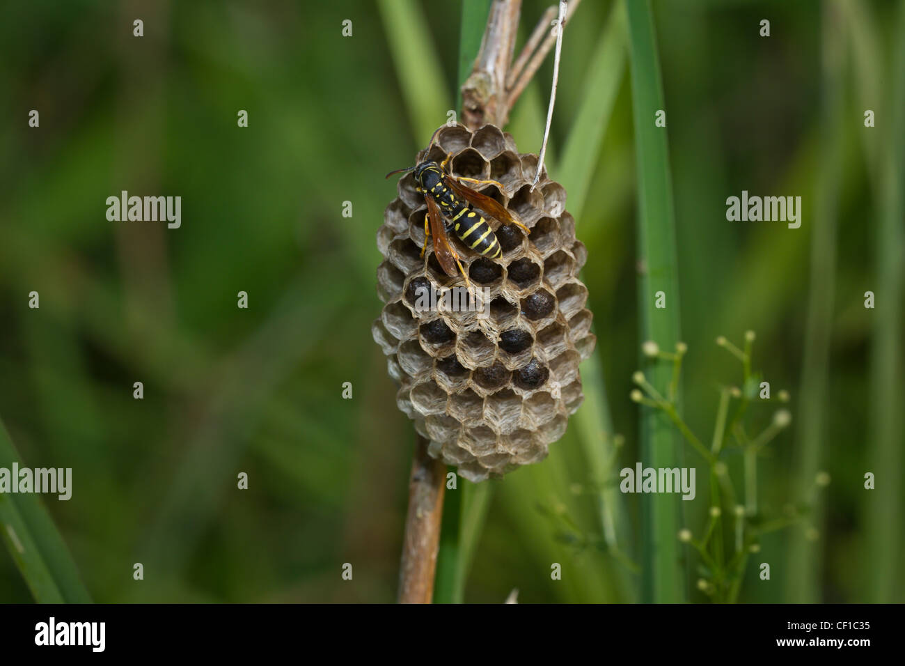 Wespennest hi-res stock photography and images - Alamy