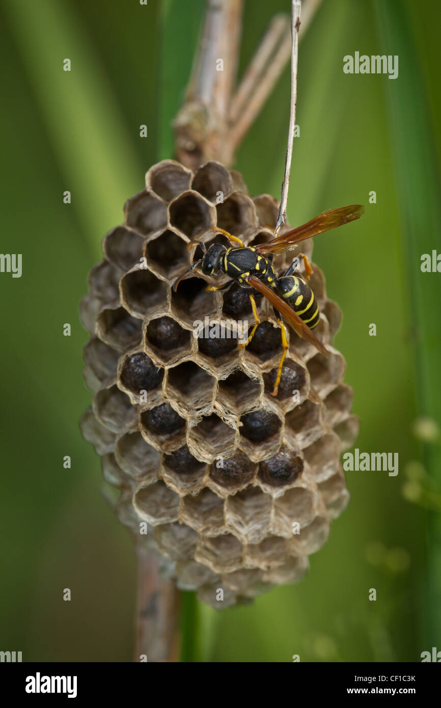 Insekten wespe hi-res stock photography and images - Alamy