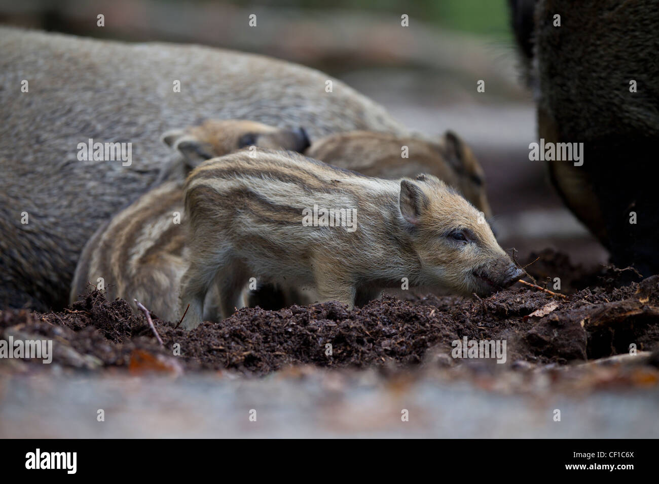 Junges Wildschwein Frischlinge High Resolution Stock Photography and ...