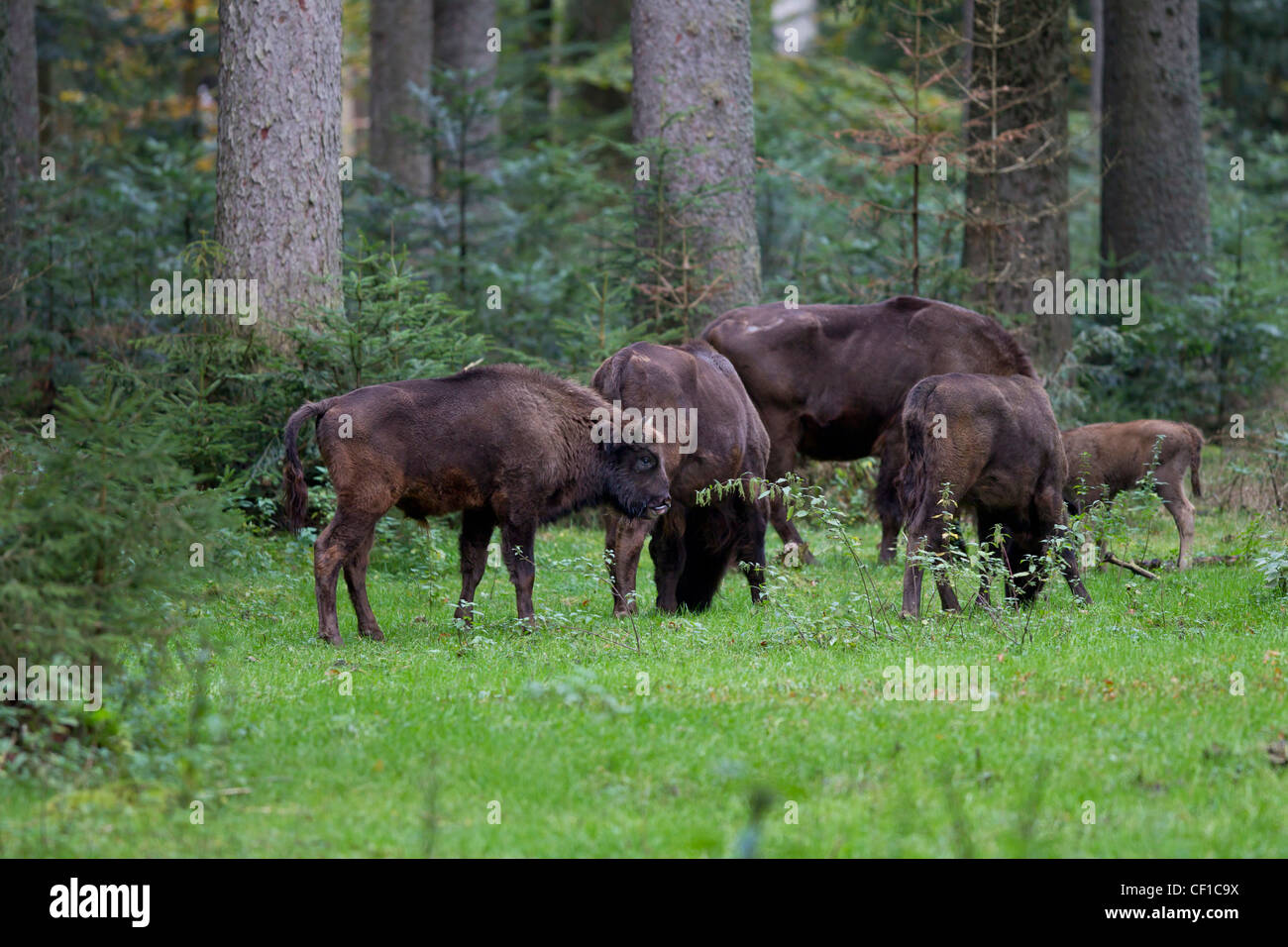 Wisent, Bos bonasus, syn. Bison bonasus, European bison Stock Photo - Alamy