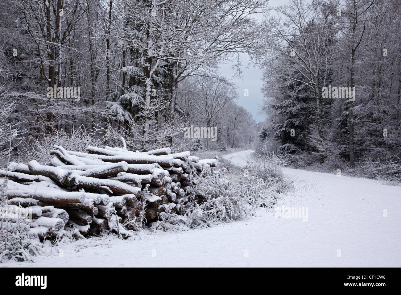 A log pile alongside a snow covered path in a forest during winter ...