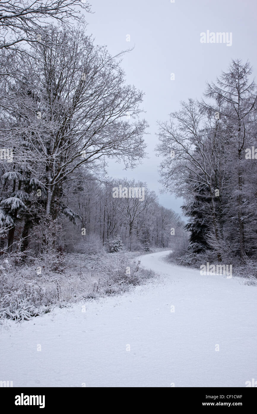 A snow covered path leading through a forest in winter Stock Photo - Alamy