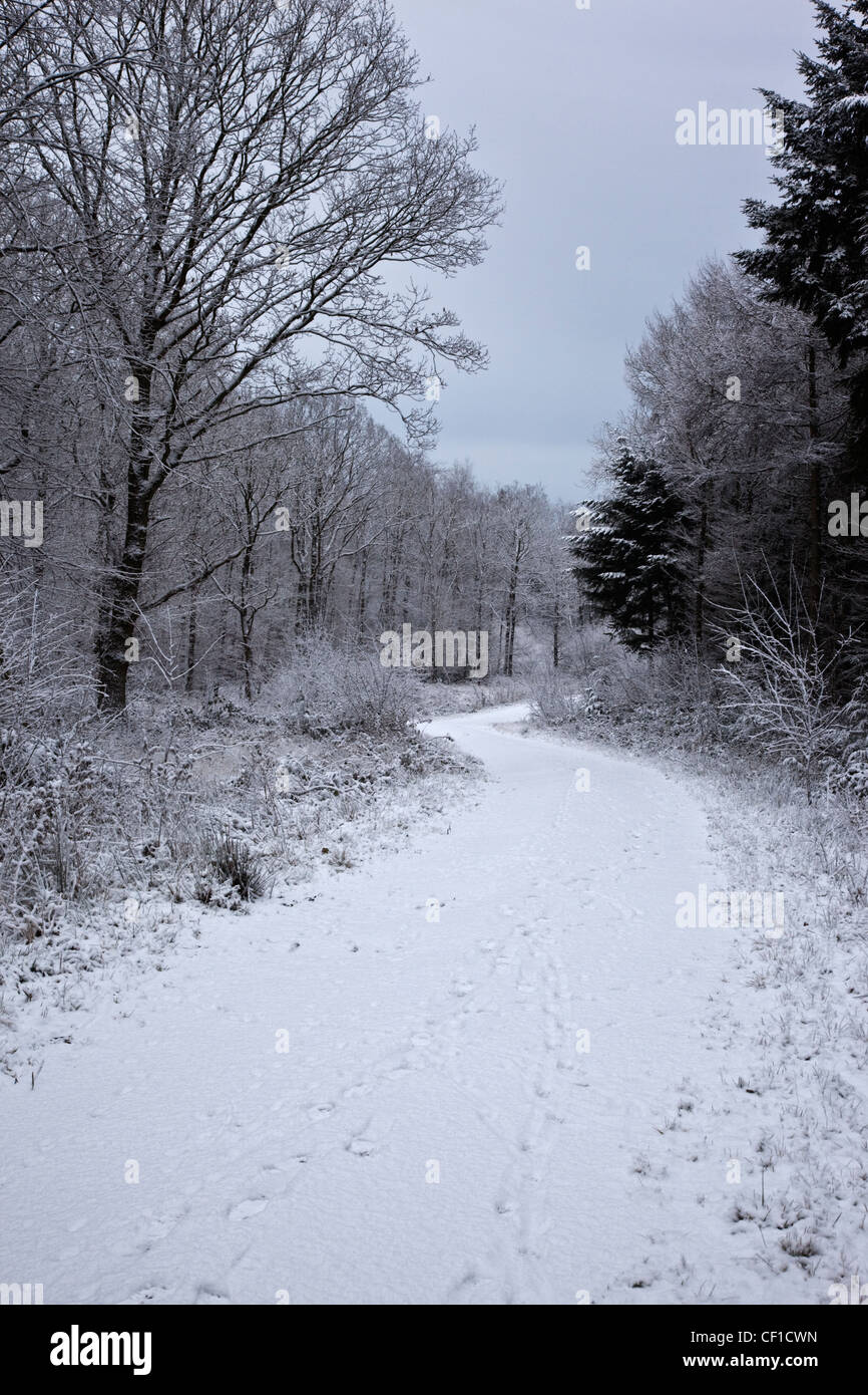 A snow covered path leading through a forest in winter Stock Photo - Alamy