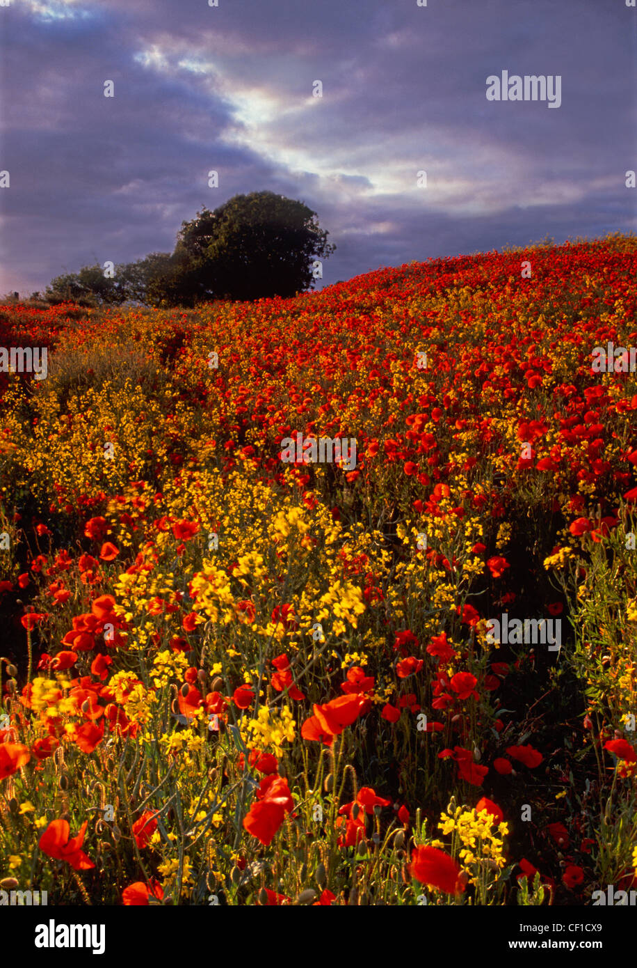 Flowers in a field Stock Photo - Alamy