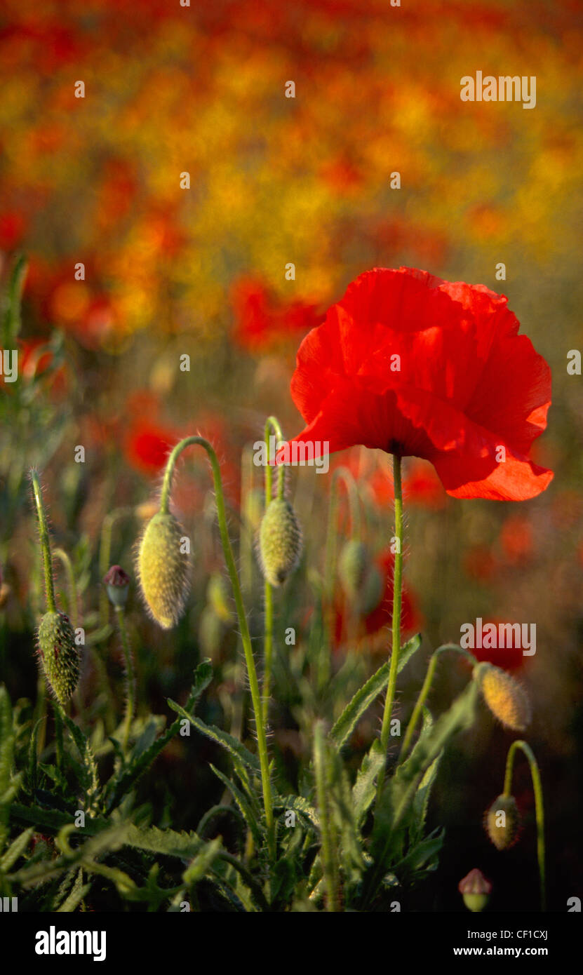 Close-up of a poppy Stock Photo - Alamy