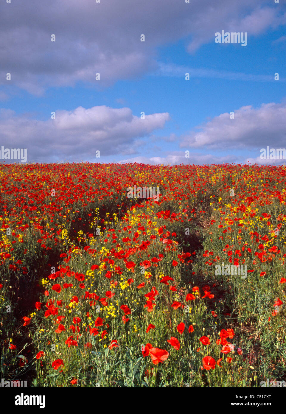 A poppy field Stock Photo - Alamy