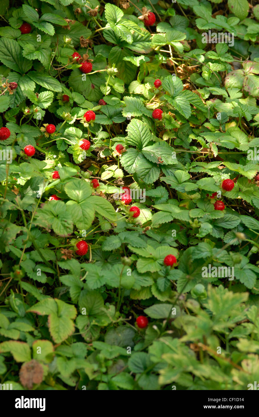 Wild strawberries growing on a bush Stock Photo - Alamy