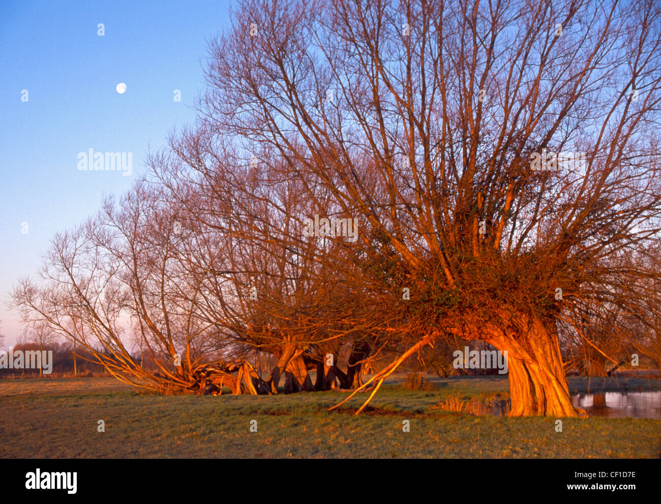 Red willow trees hi-res stock photography and images - Alamy