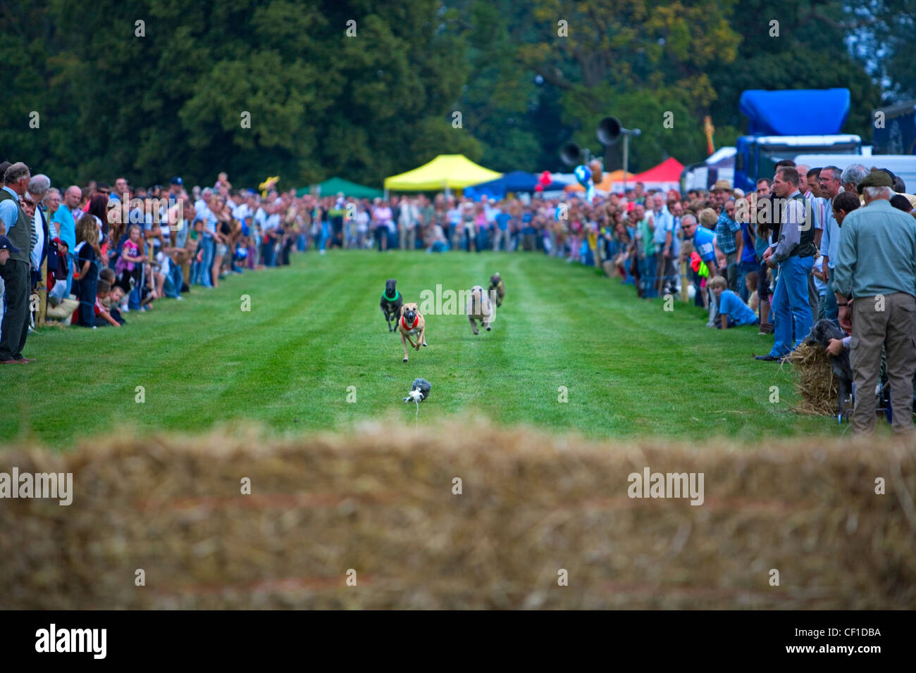Lurcher racing at Frampton Country Fair Stock Photo - Alamy