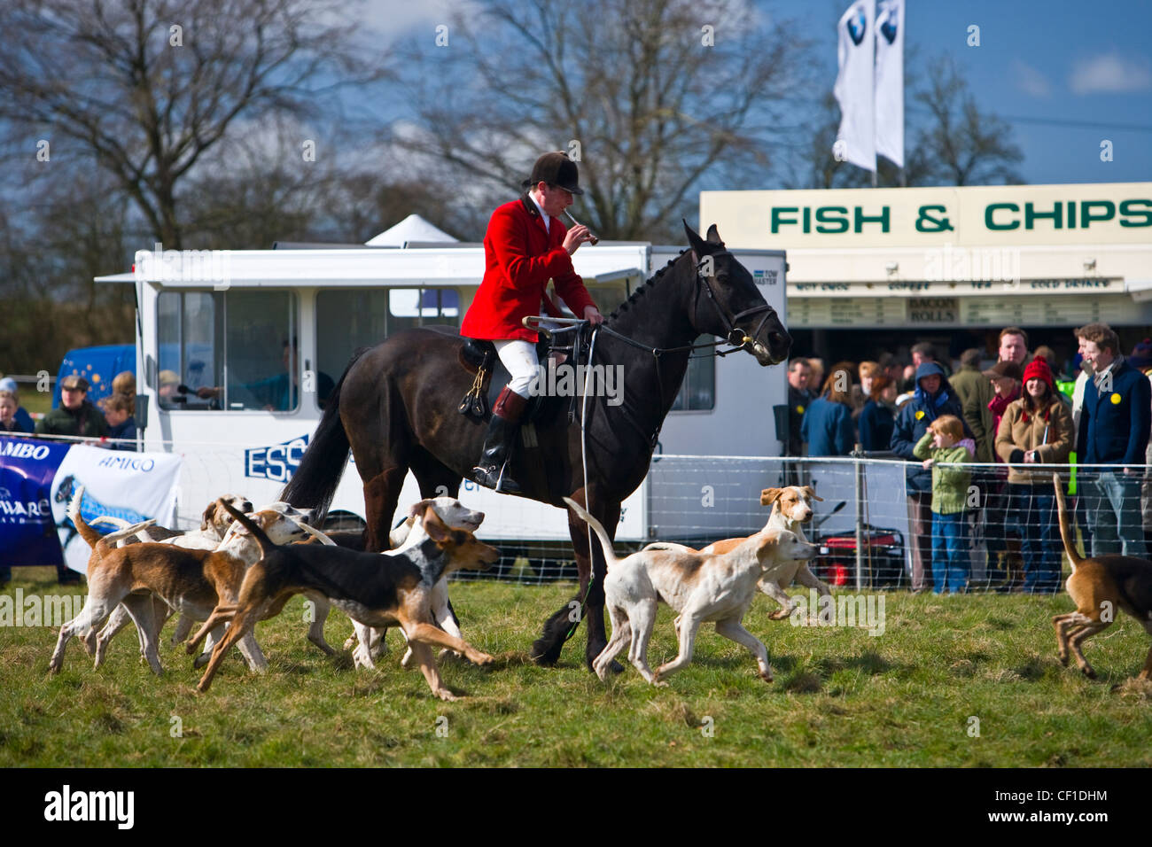 The master of foxhounds blows his horn to signify the start of the ...